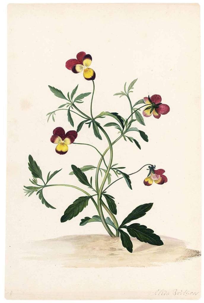 Ilustrações botânicas de Alida Withoos – Facada X