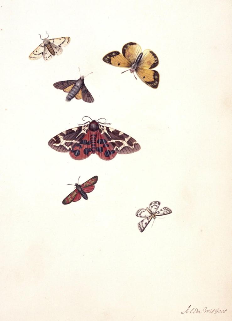 Ilustrações botânicas de Alida Withoos – Facada X