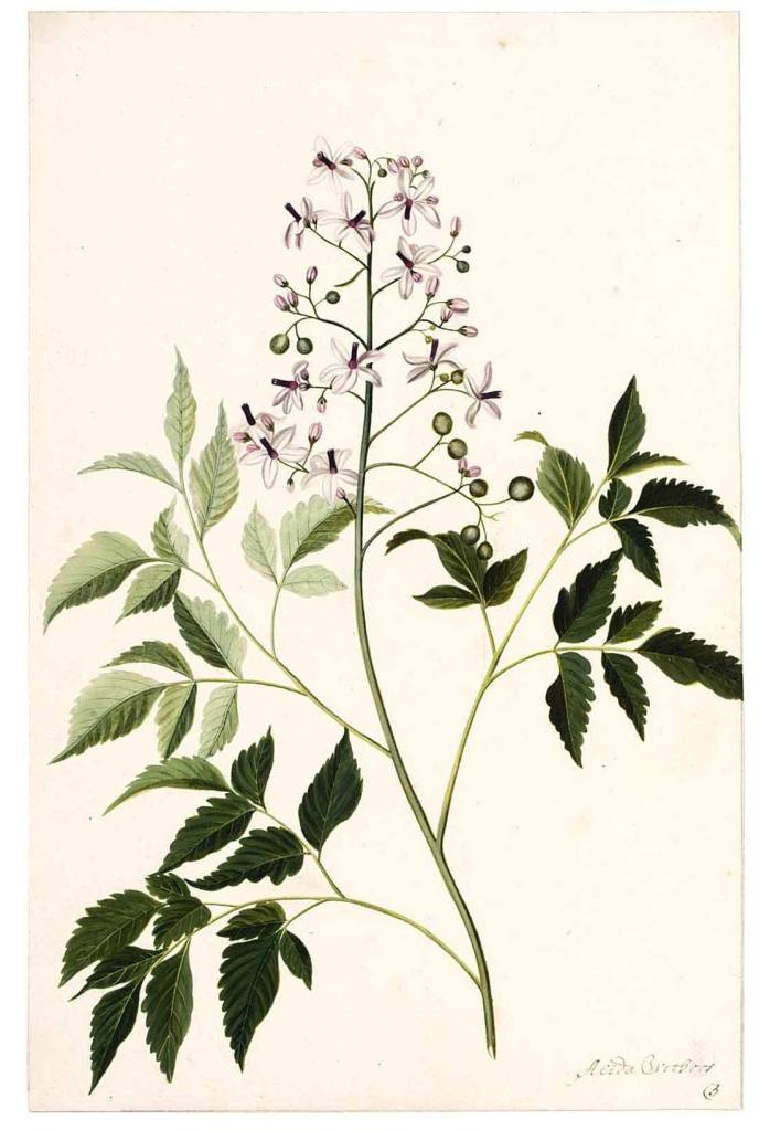 Ilustrações botânicas de Alida Withoos – Facada X